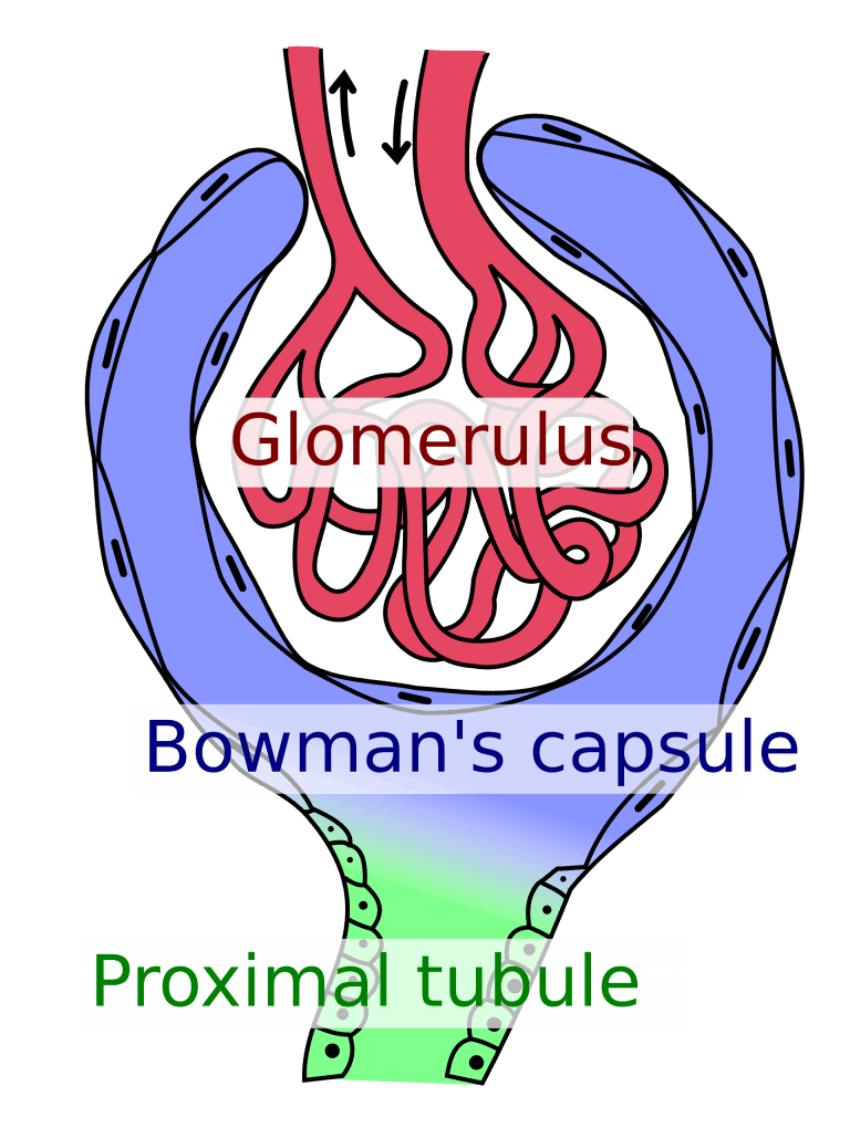 Renal Archives - almostadoctor