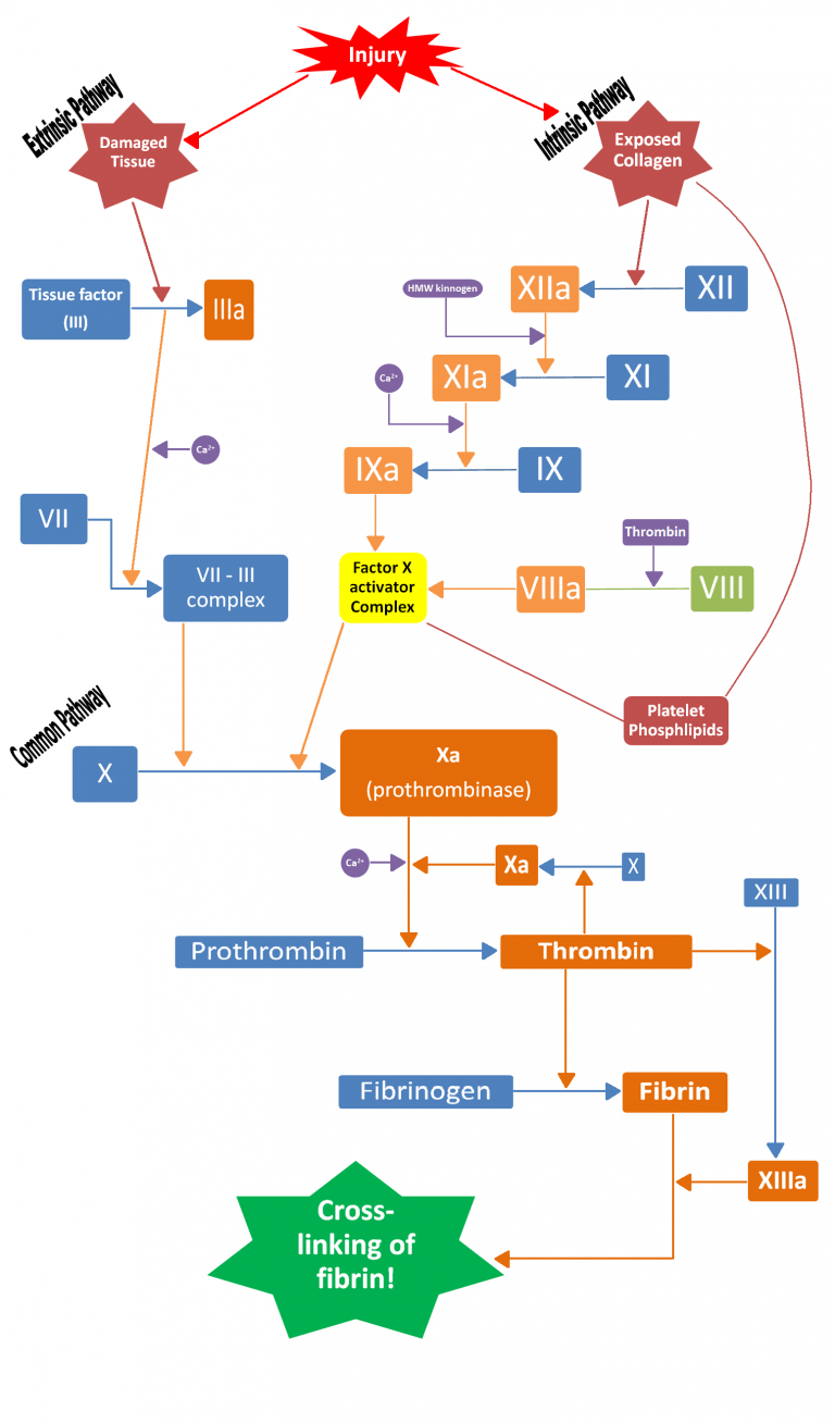 Coagulation and the Clotting Cascade - almostadoctor