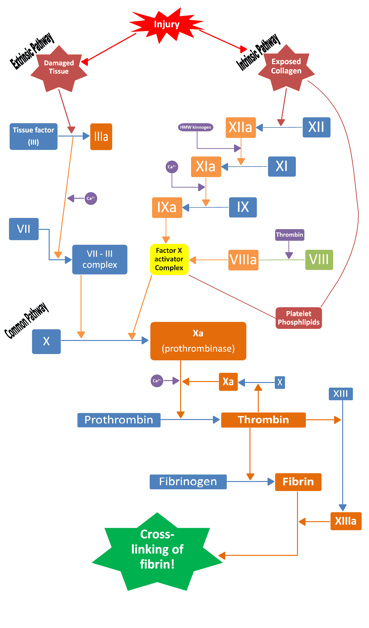 Coagulation And The Clotting Cascade Almostadoctor Coagulation And The Clotting Cascade Almostadoctor