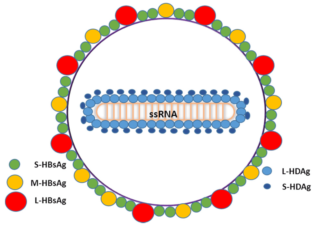 Hepatitis D - almostadoctor