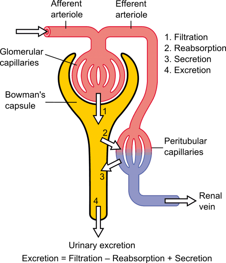 Renal Physiology - almostadoctor