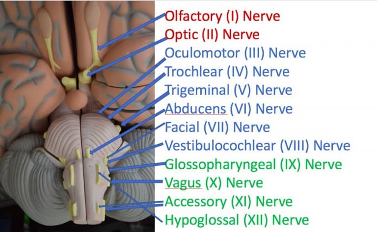 Cranial Nerve Functions - almostadoctor