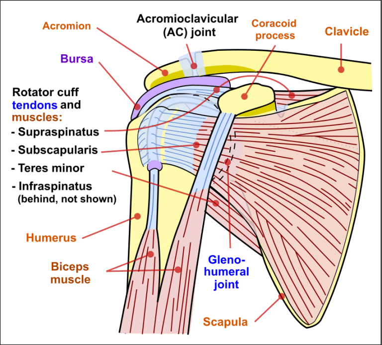 Shoulder Pain - almostadoctor