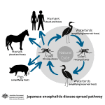 Japanese Encephalitis - almostadoctor