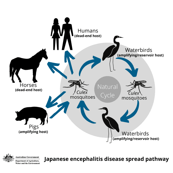 Japanese Encephalitis - almostadoctor